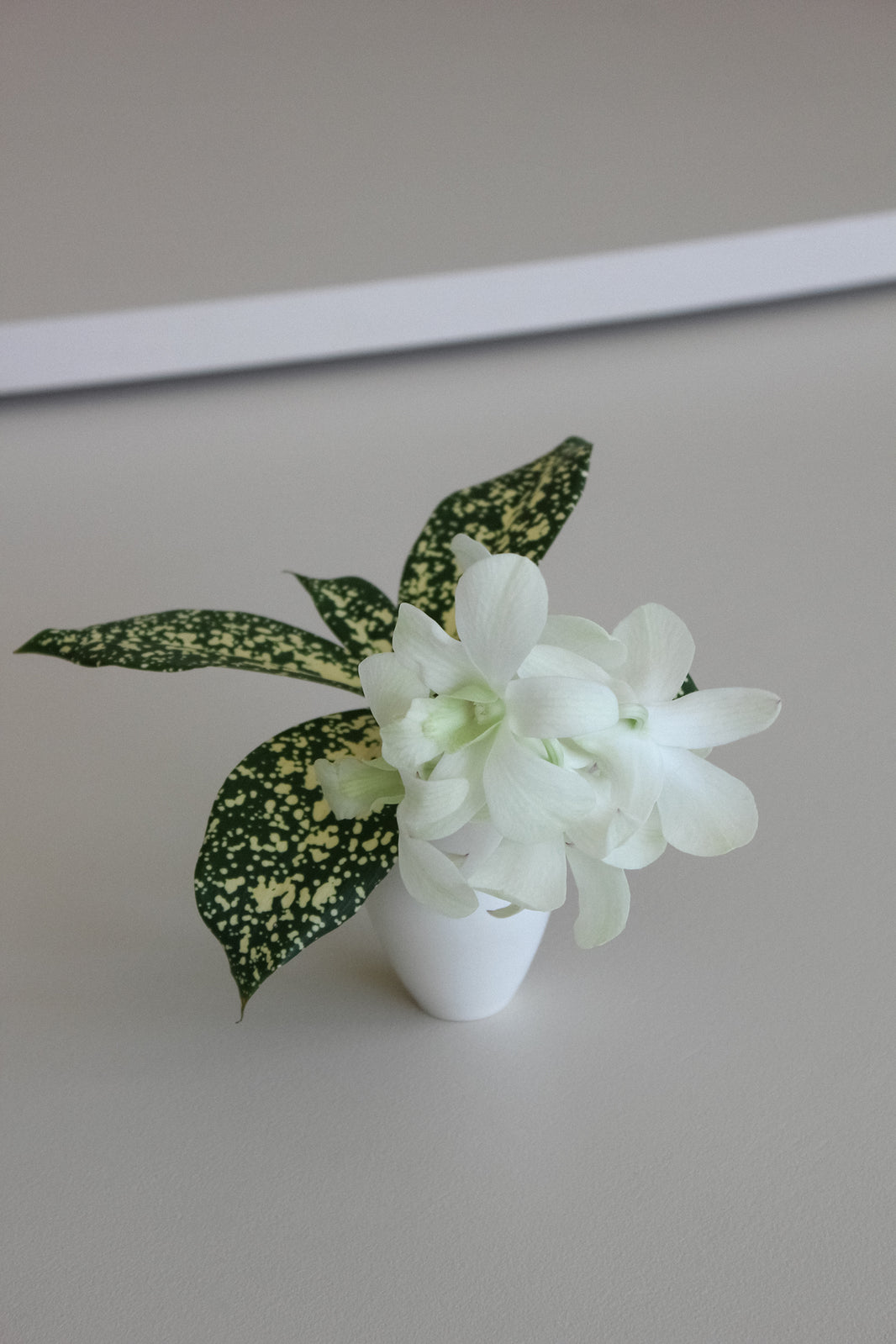 Souvenir – Souvenir Studios